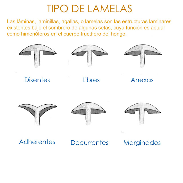 Hongos: TIPOS DE LAMINILLAS