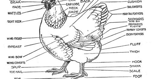 Natural Chicken Keeping: Guide to Feather Anatomy and Coloration