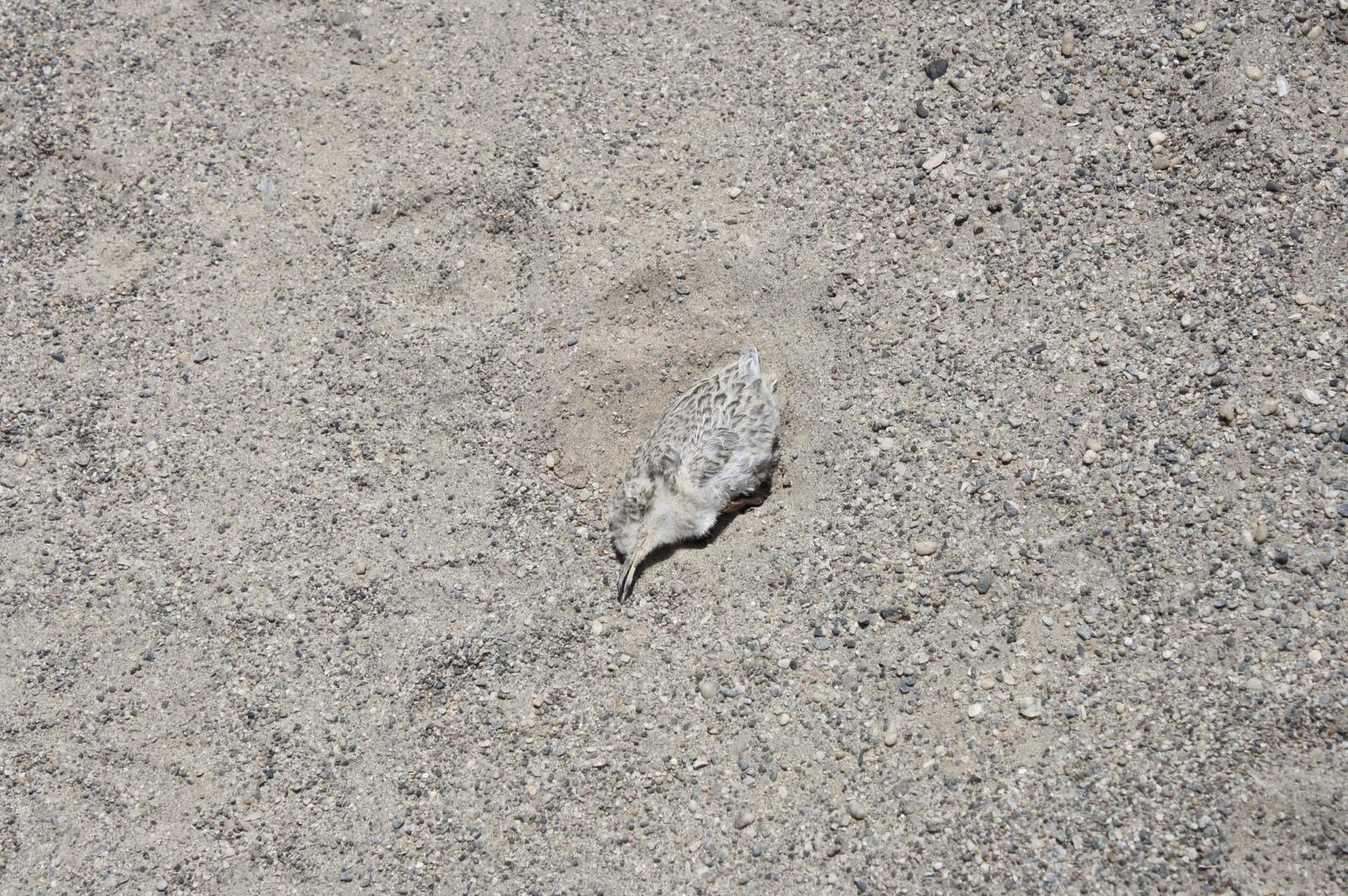 Fundación Gaviotín Chico: diciembre 2011