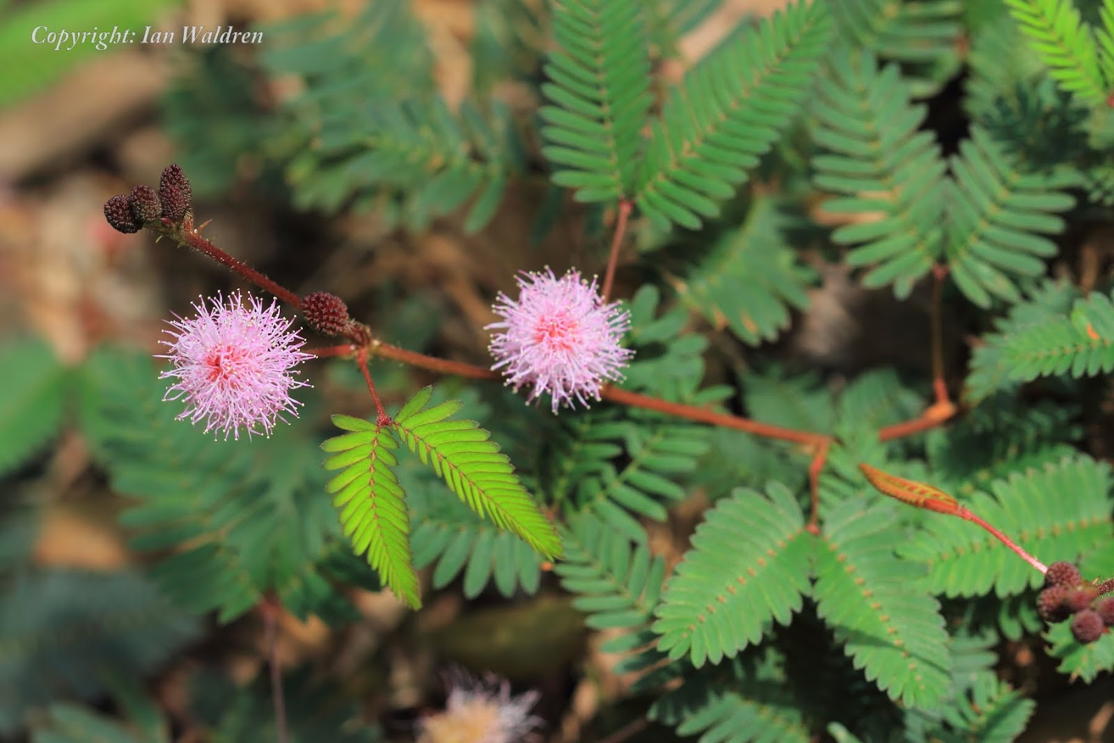 WILD TROPICAL QUEENSLAND: Weeds