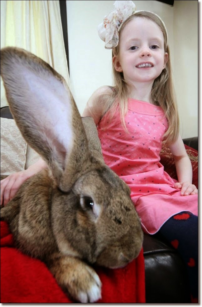 The Pet Tree House - Where Pets Are Family Too : Meet Darius, the ...