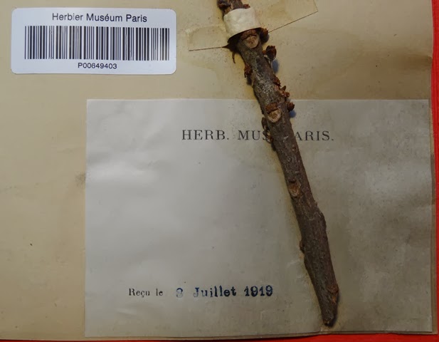 Jacques Huber and the Amazonian Botany: Plant collections