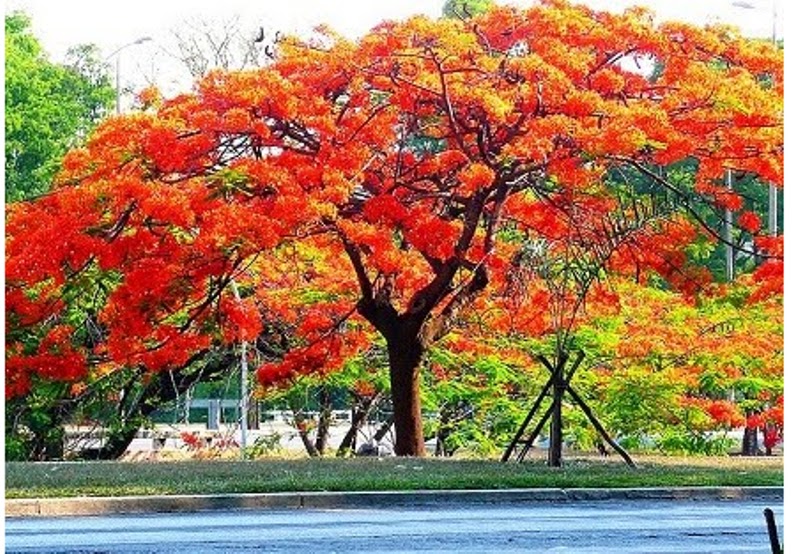 tropicalia: "acácias rubras em flor na cidades de Benguela e Moçâmedes ...