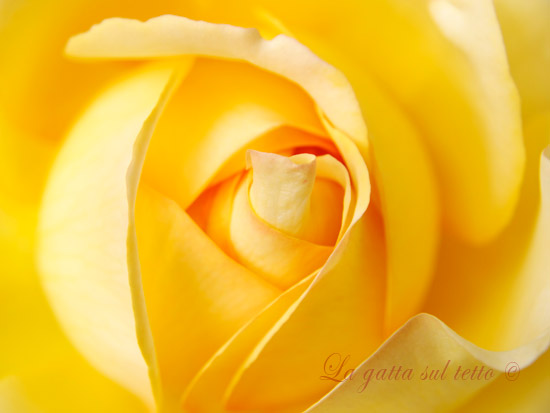 Macro safari a Orticola | La gatta sul tetto