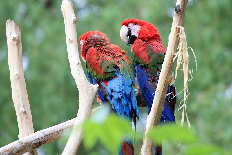 Αρά - Ορνιθοπανίδα
