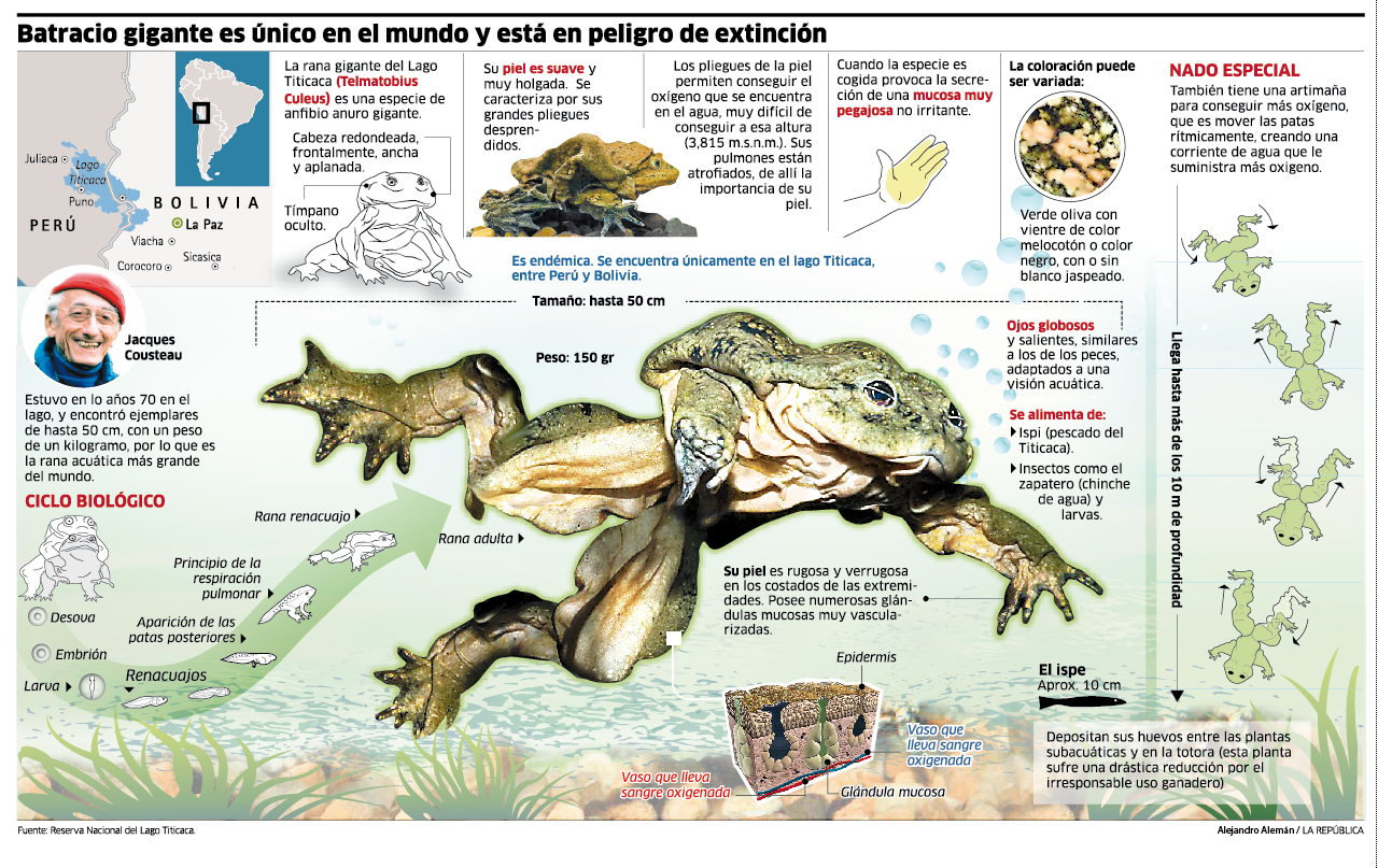 Infografías Alejandro Alemán: Infografía la Rana Gigante del Titicaca