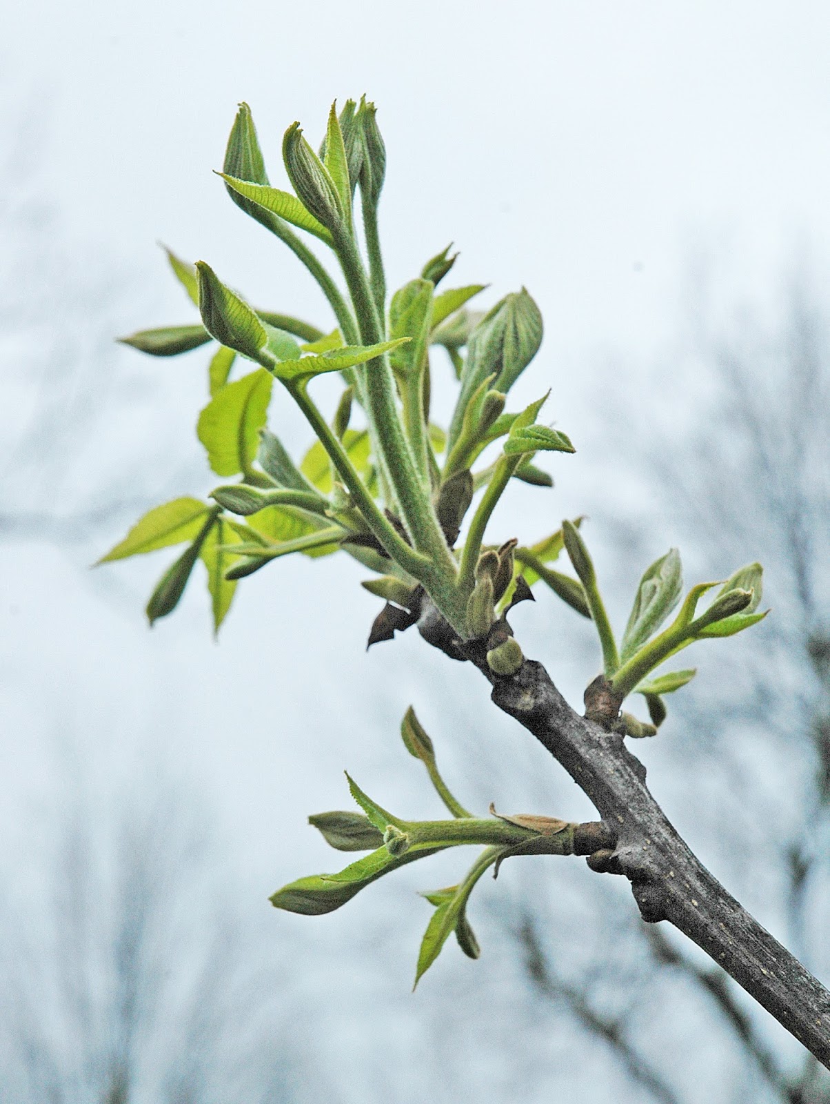 Northern Pecans: When is it time to graft pecan trees?