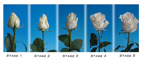 EL SECRETO DE LAS ROSAS: ESTUDIO DE VARIEDADES DE ROSAS PARA UN MERCADO