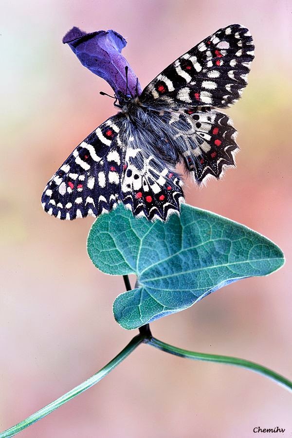 Pretty butterfly ~ Stunning nature