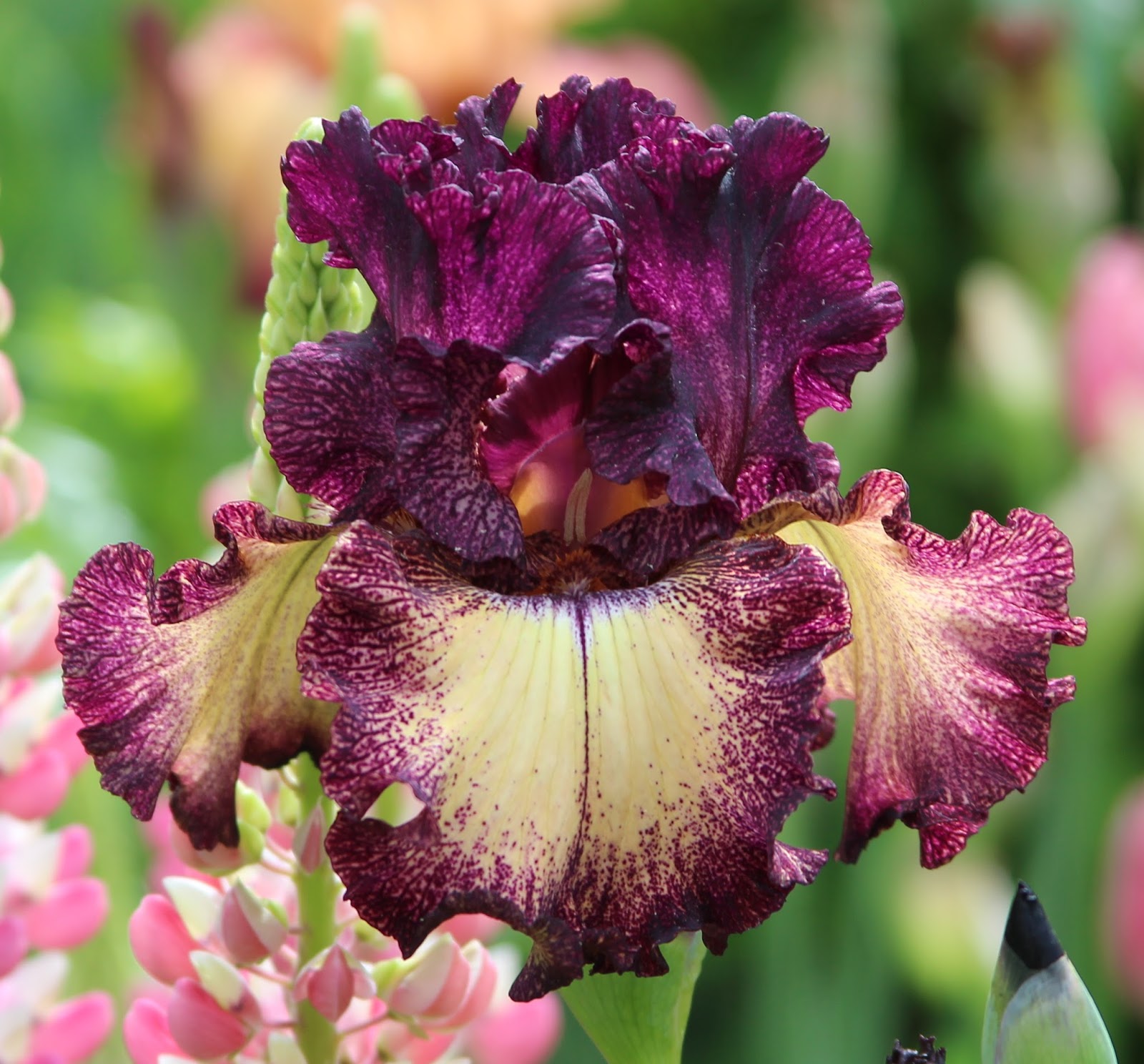 World of Irises: "Talking Irises" TALL BEARDED IRISES: ELEGANT ...