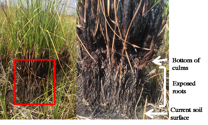 What is Peat and Why is it Collapsing?