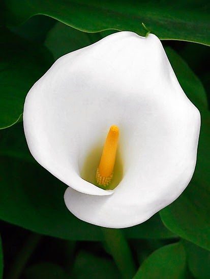 Tips & Cara Perawatan Bunga Lily - Pesona Tanaman Hias