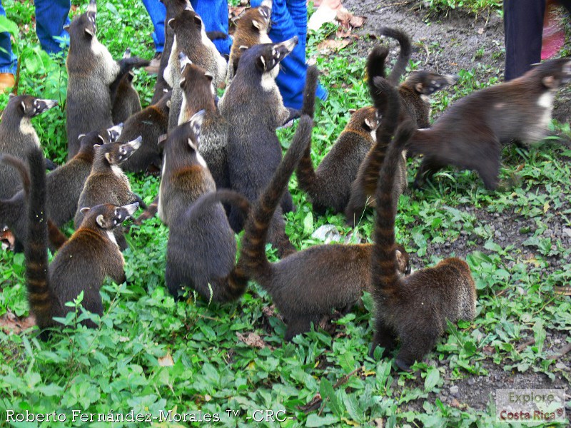 La Fortuna de San Carlos y Parque Nacional Volcán Arenal | Explore ...