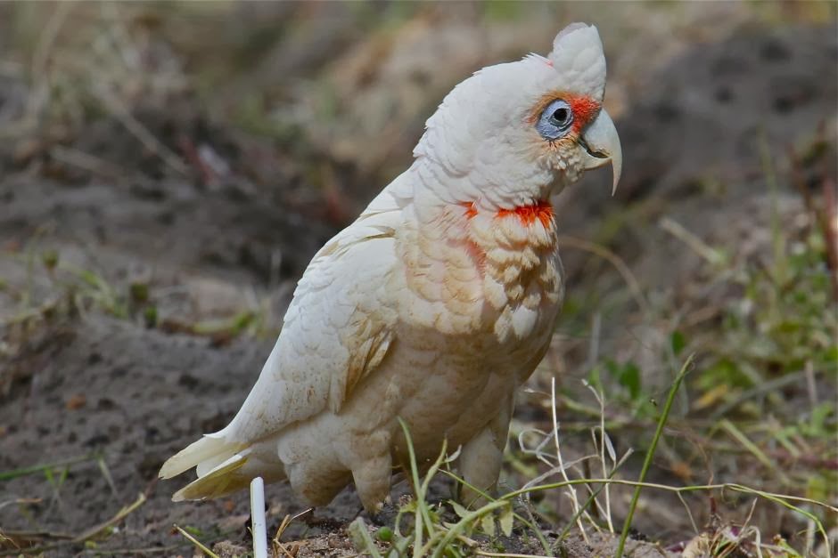 Tierra de papagayos, loros, cacatuas, pericos, cotorras y guacamayos ...