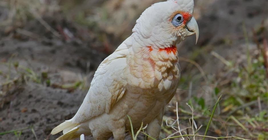 Tierra de papagayos, loros, cacatuas, pericos, cotorras y guacamayos ...