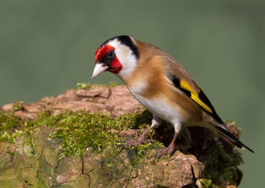 Russ Telfer Wildlife Photography: Garden Finches - 8 Mar 14