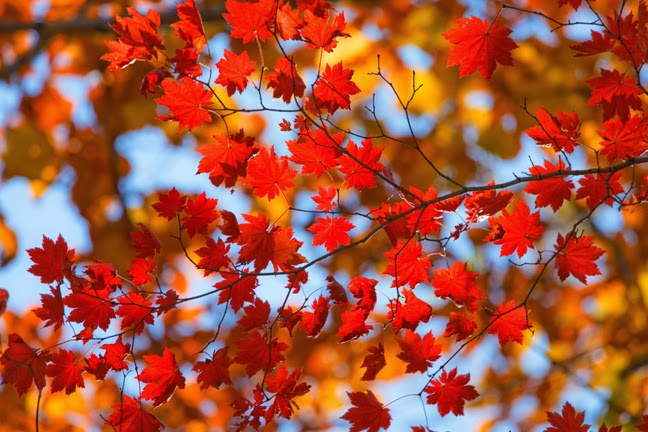 Sure Fit Slipcovers: Welcoming November And HGTV's Color Of The Month