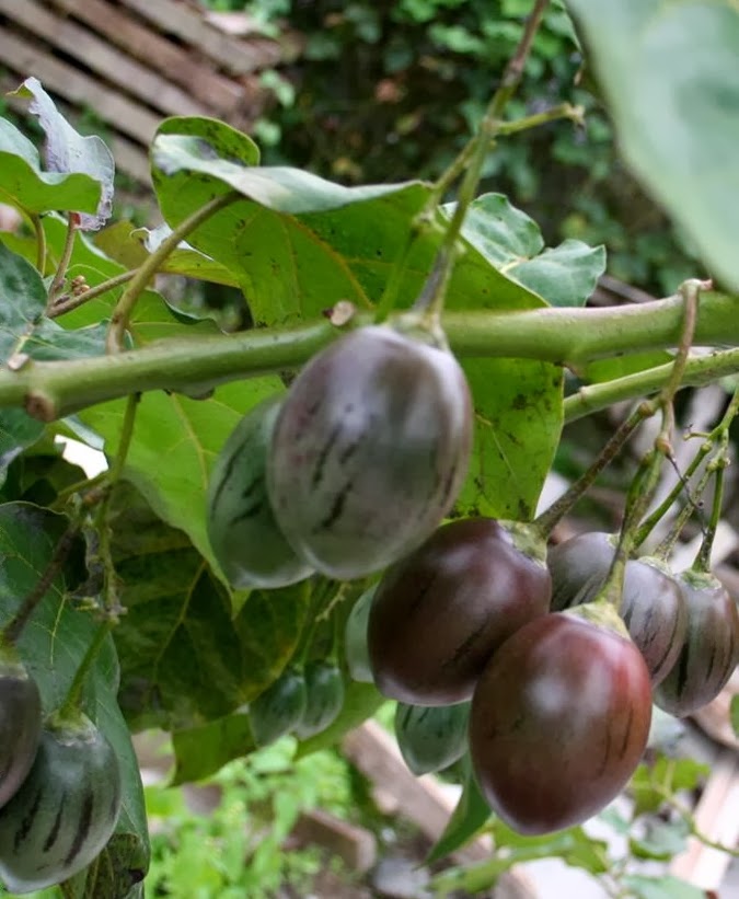 INTAN FAZNITA HAJI SAMUDI: BUAH CINTA