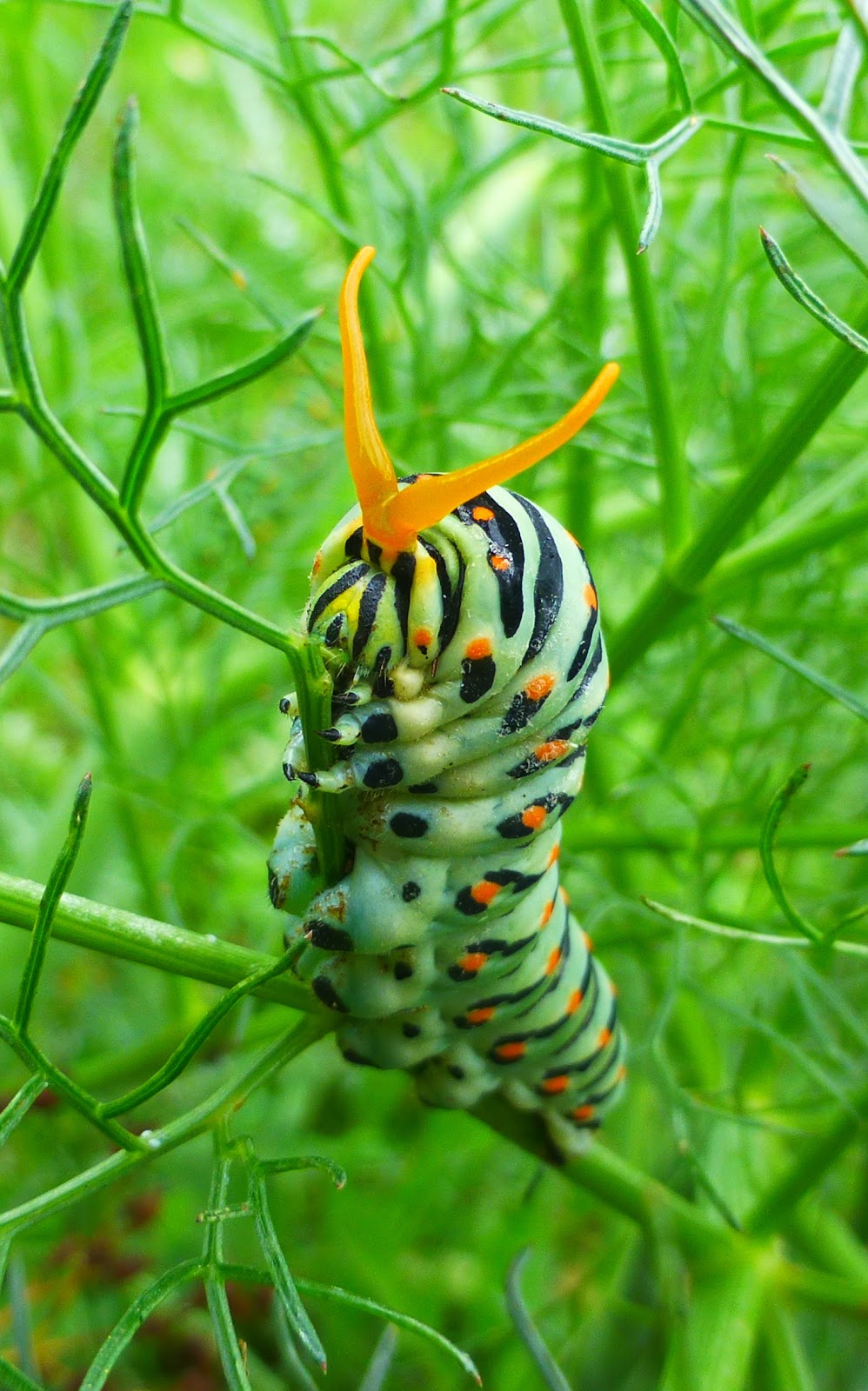 Lisi's Nature Pix: Swallowtail butterfly caterpillars