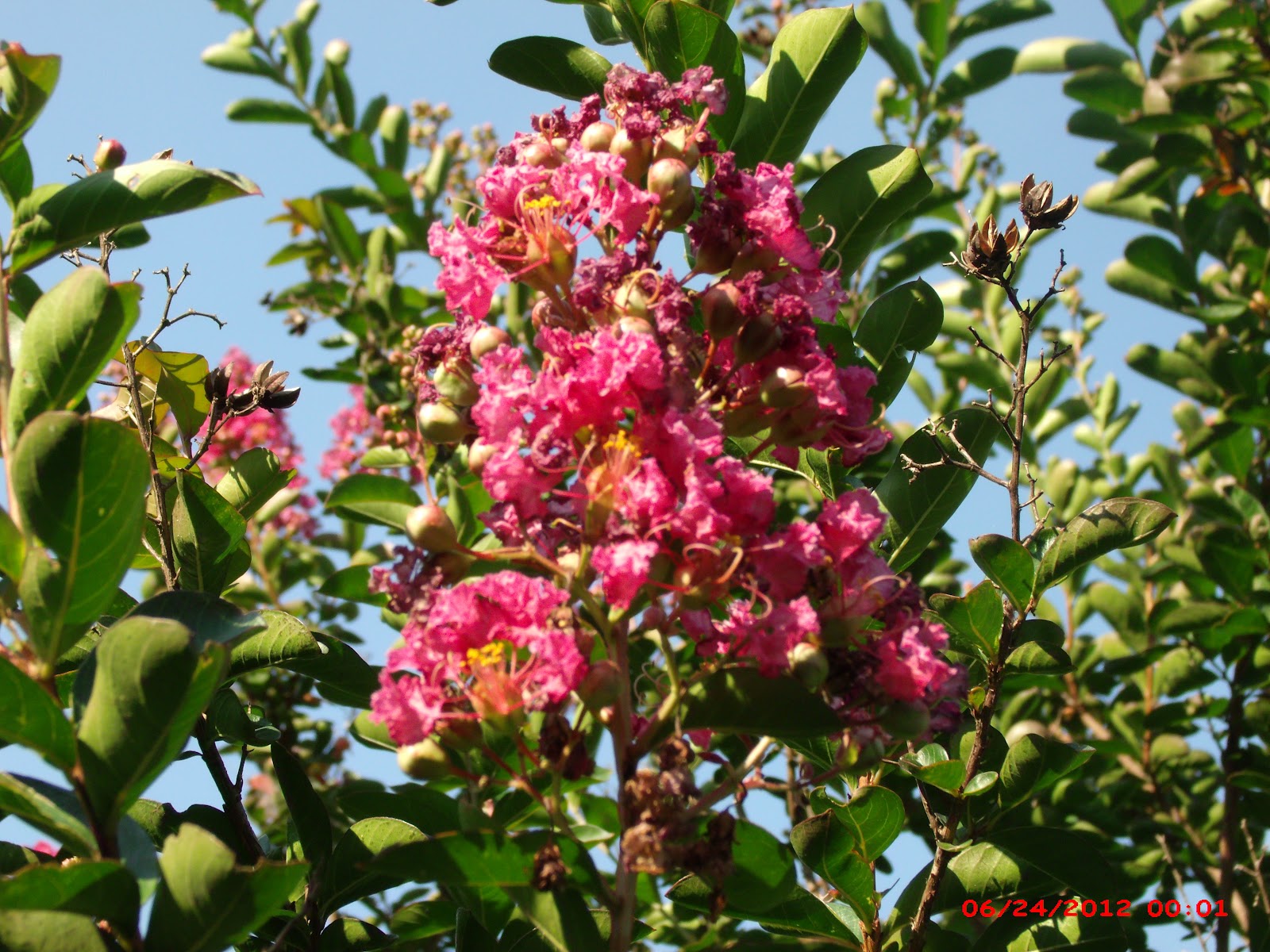 Crepe Myrtle Blossoms