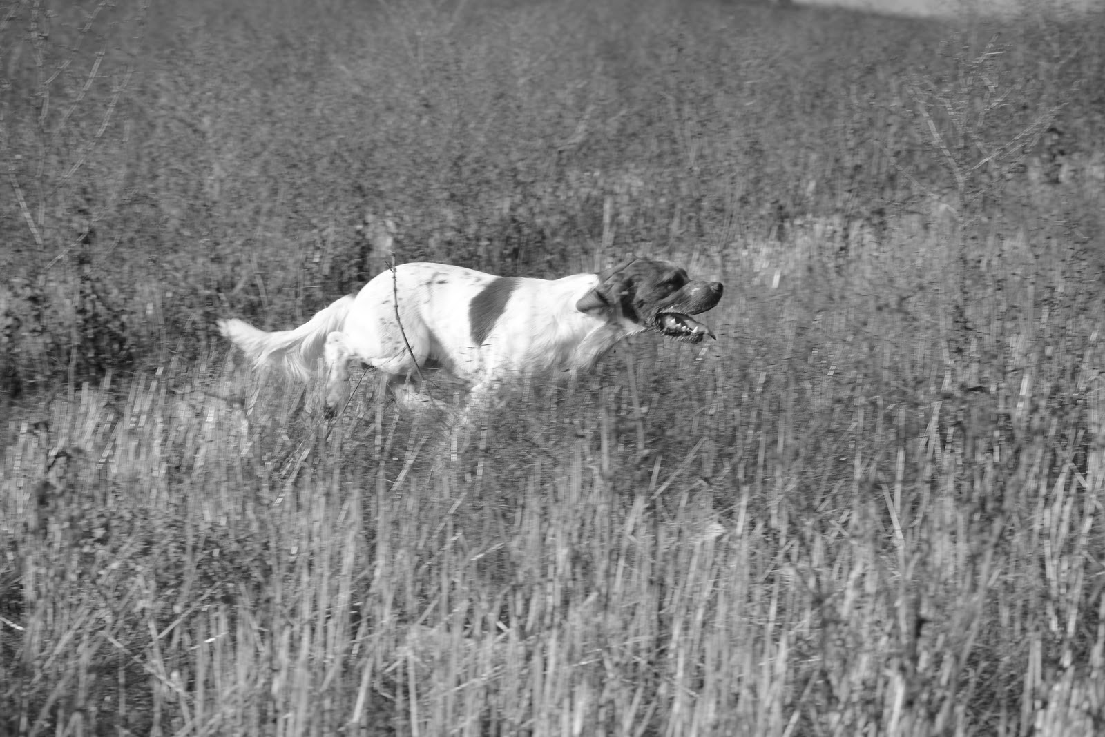 El Lance : EL PERREO..QUE ENTENDEMOS POR PERREAR....Pasado presente y ...