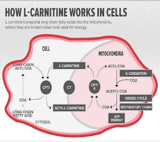 Good Health & Nutrition by Odra: L-Carnitine: Less Fat & More Energy