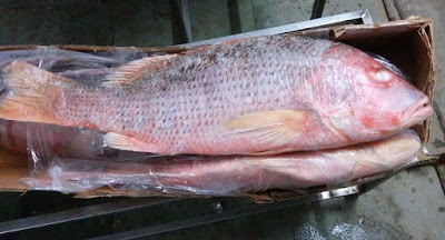 Red Snapper Fish, Red Snapper Fish Wholesale, Red Snapper Nutrition ...