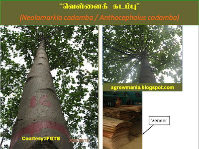 Agroforestry - A blog on Agrihortisilviculture: June 2012