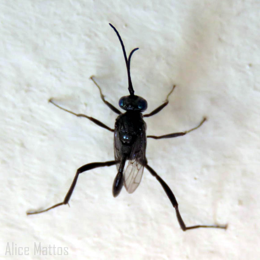 Insetologia - Identificação de insetos: Vespa Bandeira em Minas Gerais