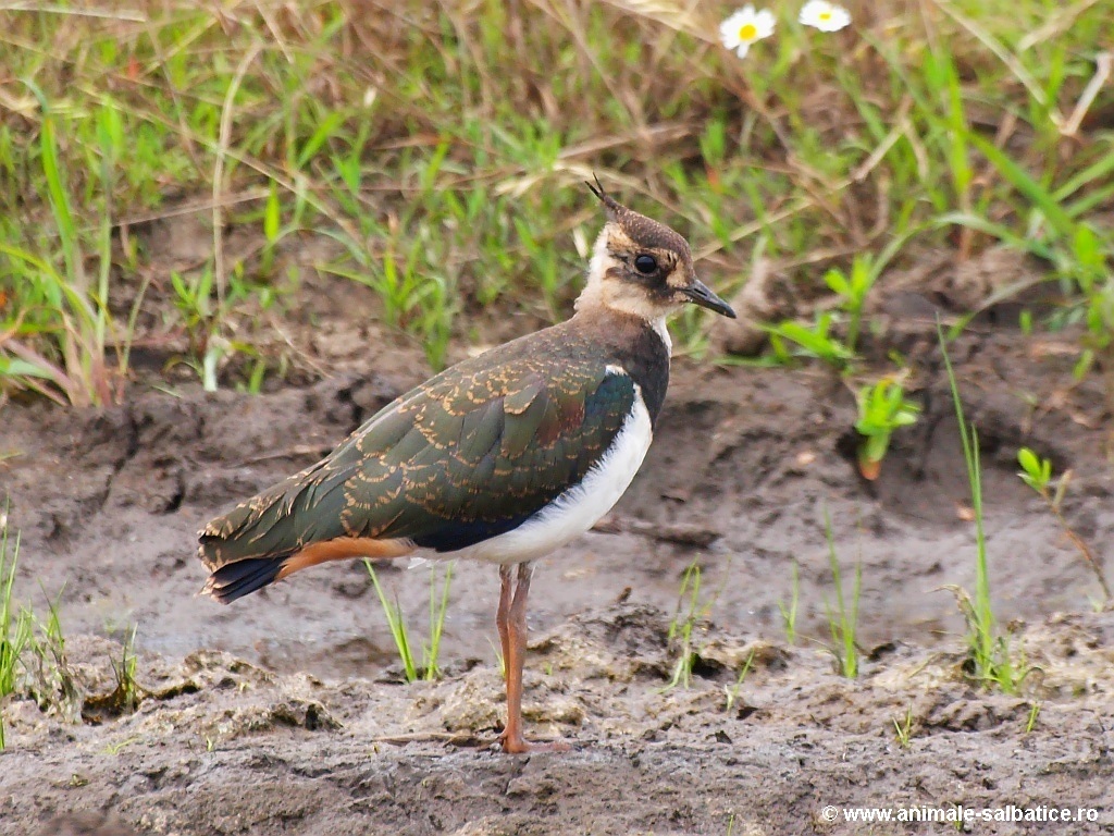 Natura Salbatica: Pasarile de pe campiile din jurul Bucurestiului