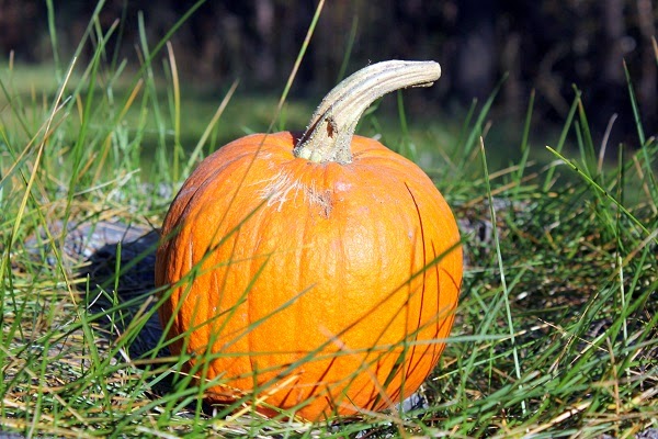 The Saga of the 37 Pumpkins - Installment No. 4 - Perfect Pumpkin Fudge