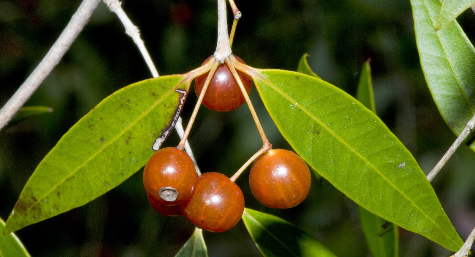FOTOGRAFIAS DE LA FLORA AUTOCTONA DEL URUGUAY: ARRAYAN