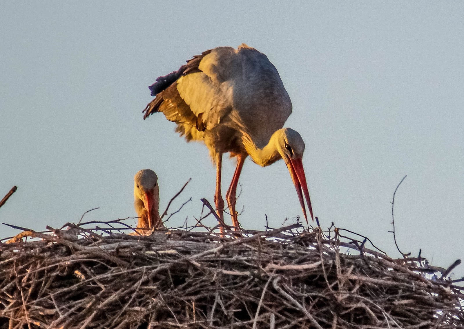 Cannundrums: White Stork - Morocco