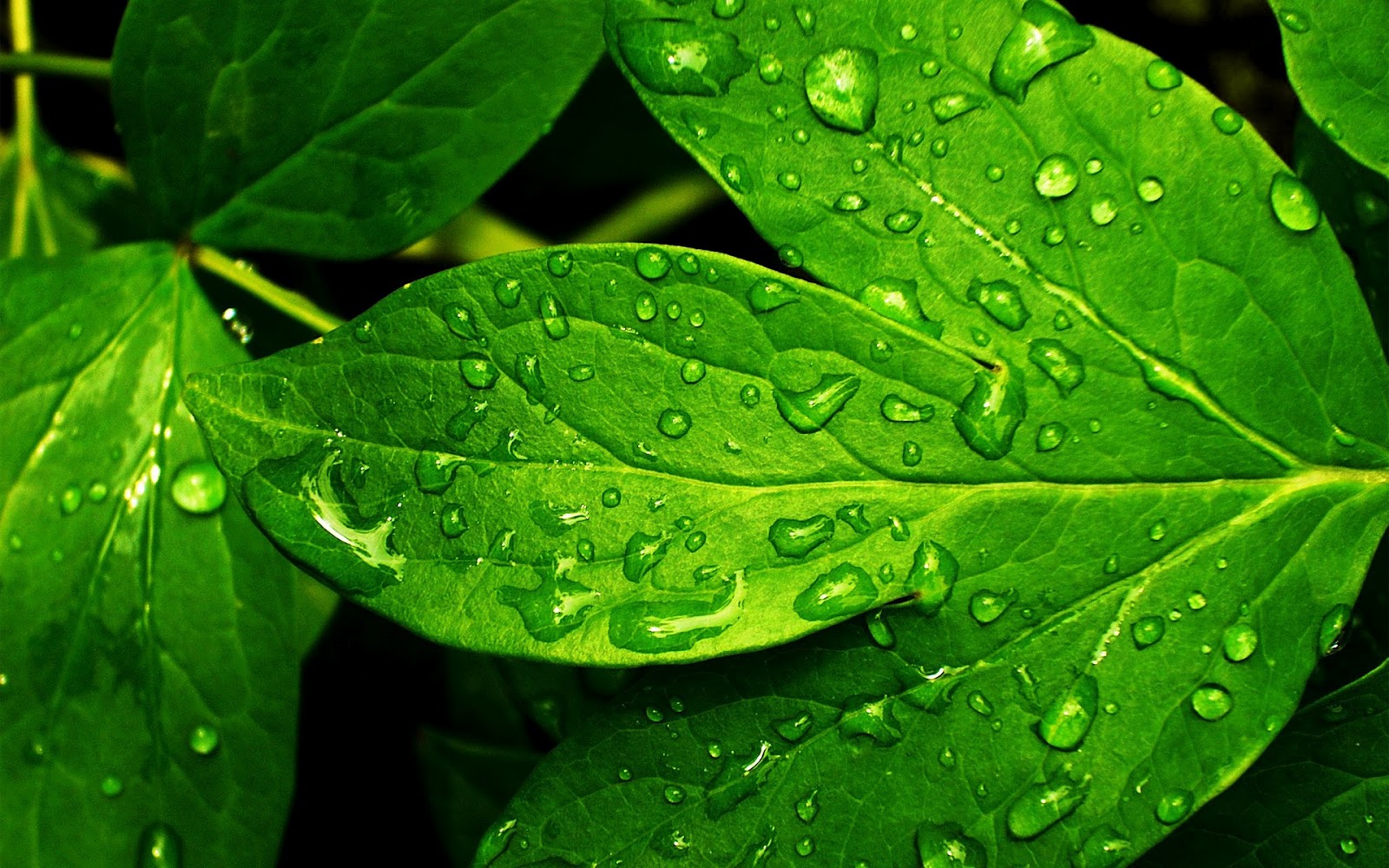 Hojas Verdes Wallpapers HD