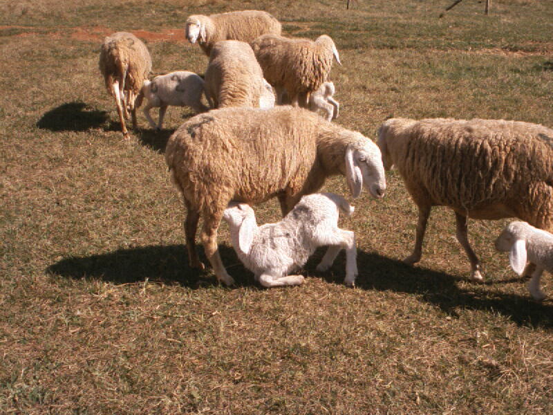Algumas Raças de Ovinos - Laboratorio de Anatomia e Fisiologia Animal ...