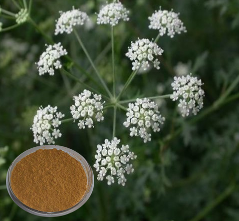 Hạt giống cây Phòng phong - HTX SX Dược liệu Viễn Sơn - Giống dược liệu ...