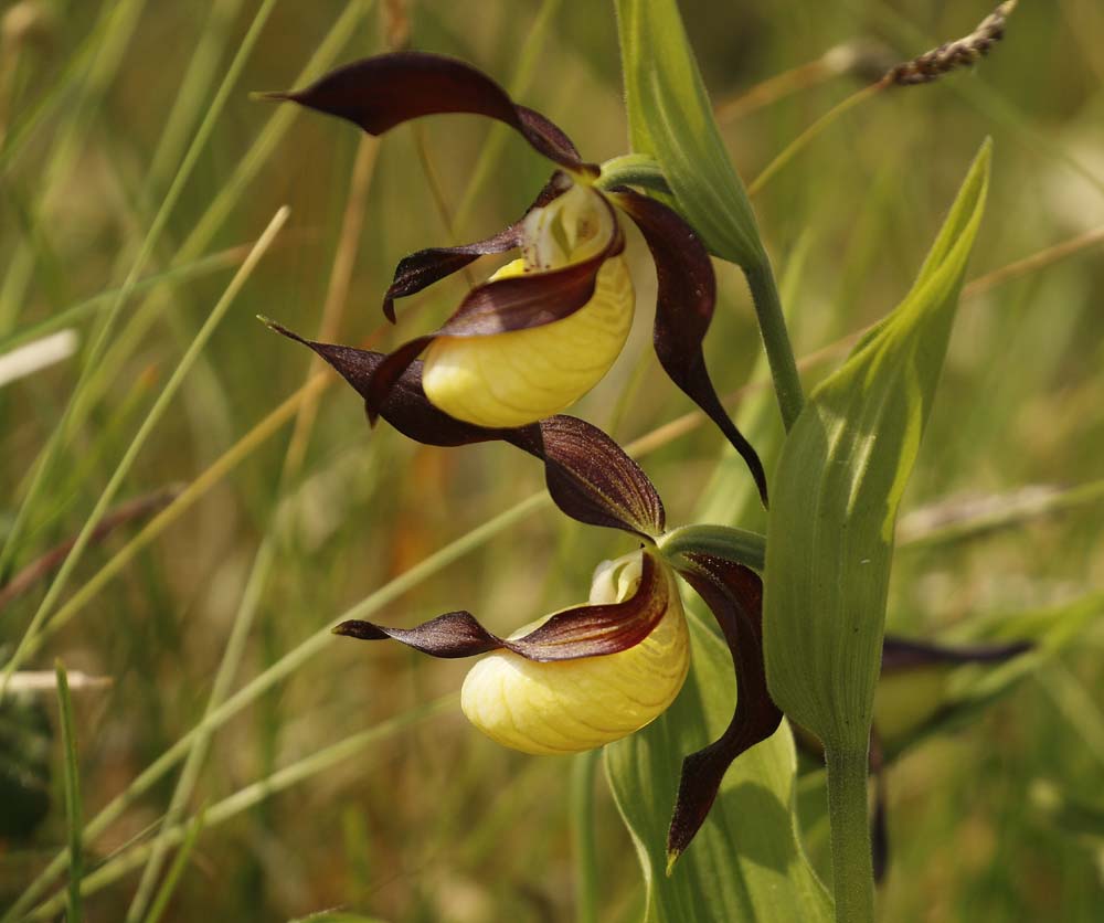Black Audi Birding: Lady's Slipper Orchids 26th May 2018