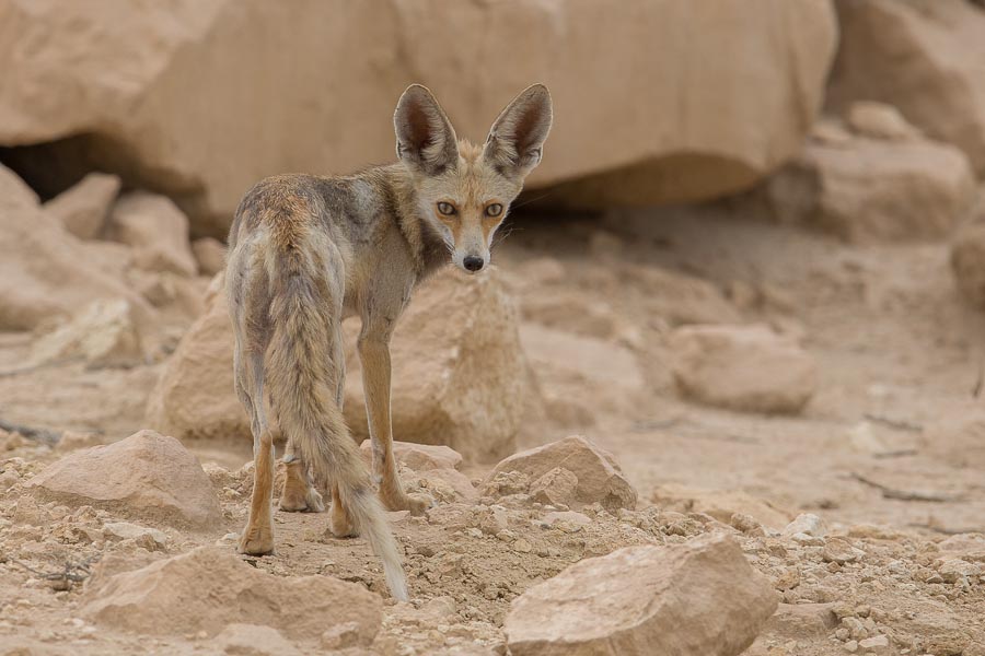Birds of Saudi Arabia: Another close encounter with an Arabian Red Fox ...