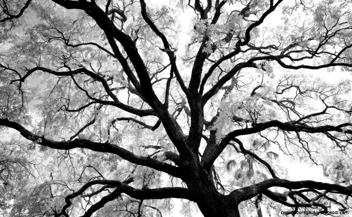 Abstract Tree Photography | Wallpapers Gallery