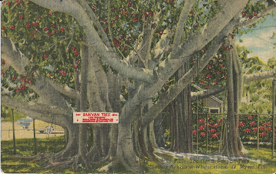 Postcard Messages from the Past: The Great Banyan Tree, Thomas A ...