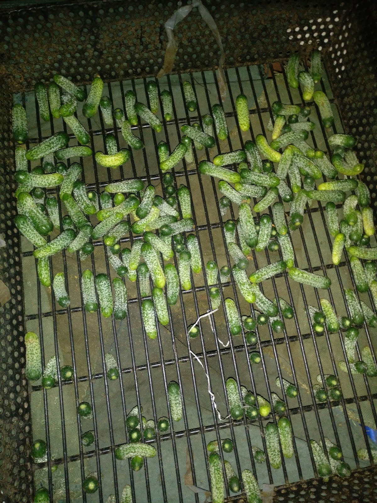 Farmer & Forester: Manual Grading of Gerkins.....