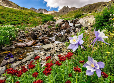 Keindahan Warna-Warni Bunga dan Alam Semulajadi ... - Relaks Minda