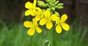 Mostarda (Brassica hirta ou alba) ~ Klima Naturali™