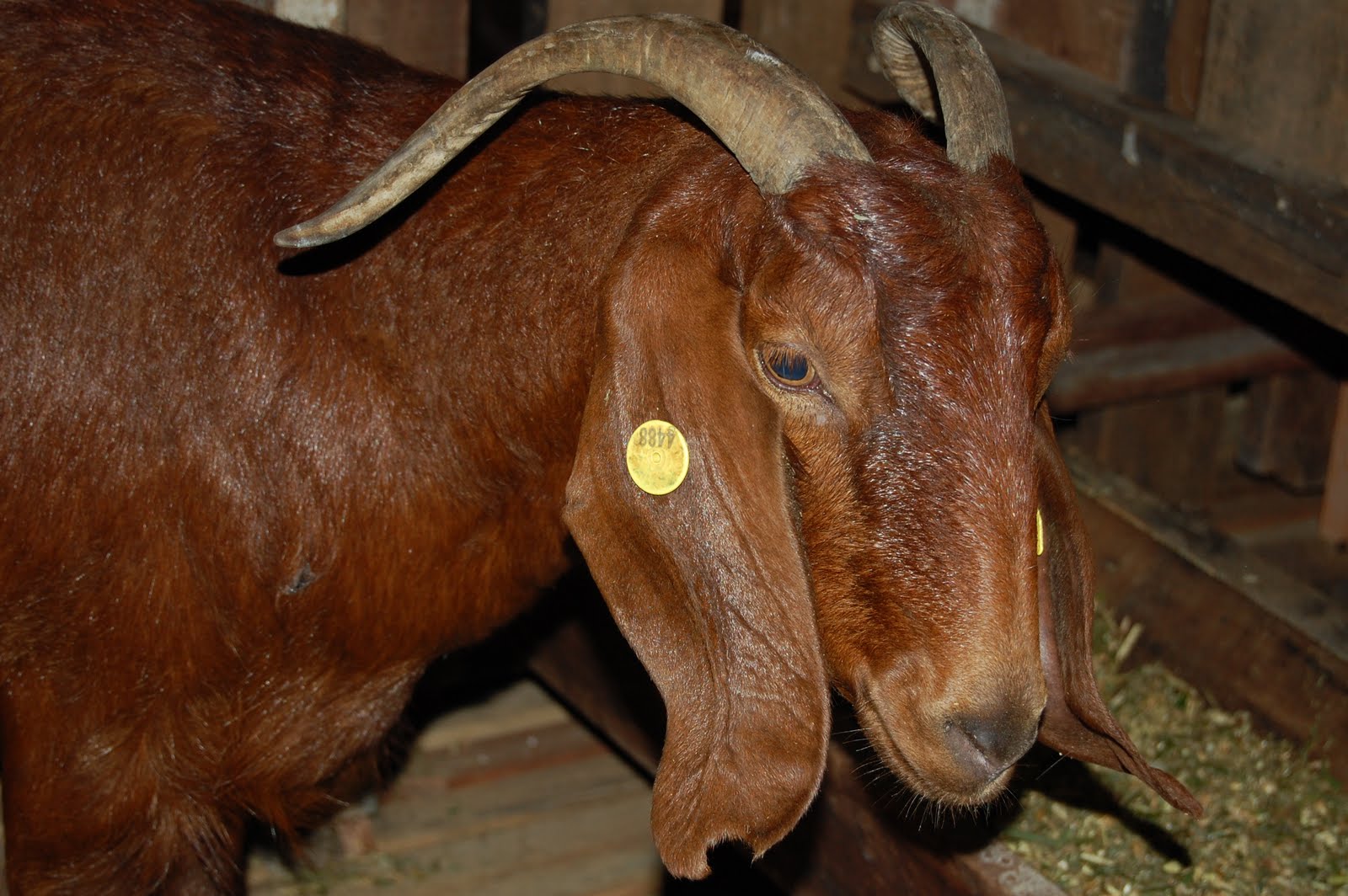 Cyprus Shami (Damascus) Goats: SHAMI GOATS AN CHIOS SHEEP BREEDING ...