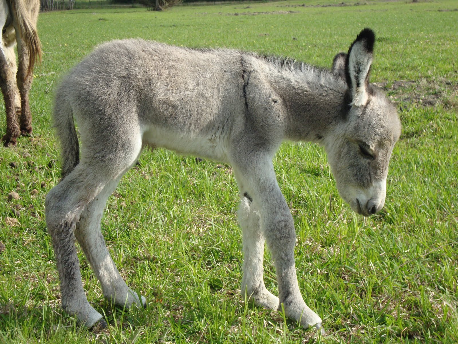 Bethel Farm: Star - This is the first baby donkey born at Bethel Farm ...