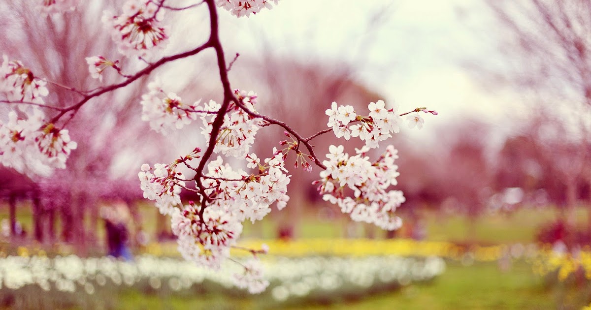Tapety na pulpit: kwitnąca wiśnia, kwiat kwitnącej wiśni, wiosenne ...