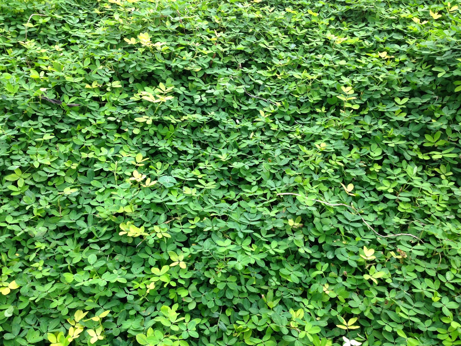 Ana Clara Muylaert - Paisagismo: O charme da forração