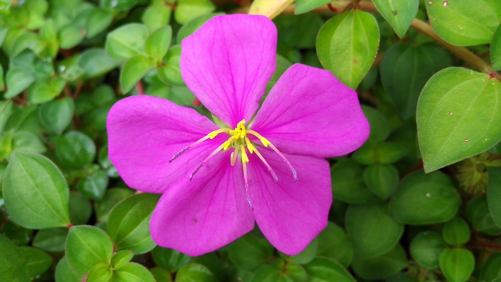 Kleyns In The Philippines: * Flowers (Mga Bulaklak) 2