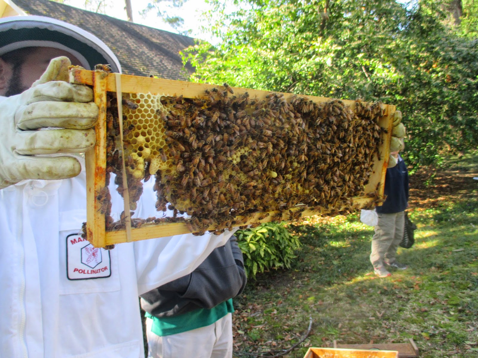Linda's Bees: Swarm at Tom's - Two Cat Size