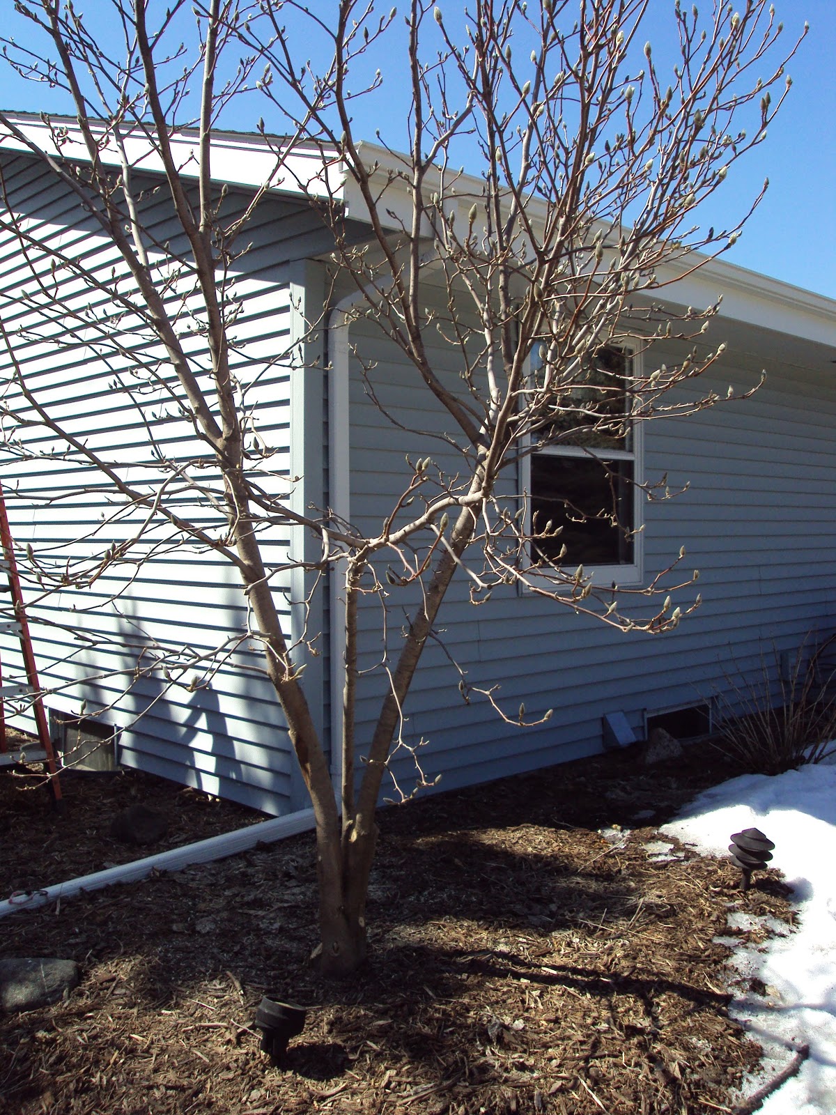 "Goodness in the Garden": "Yes! You Can" - Pruning the Canopy of a Tree
